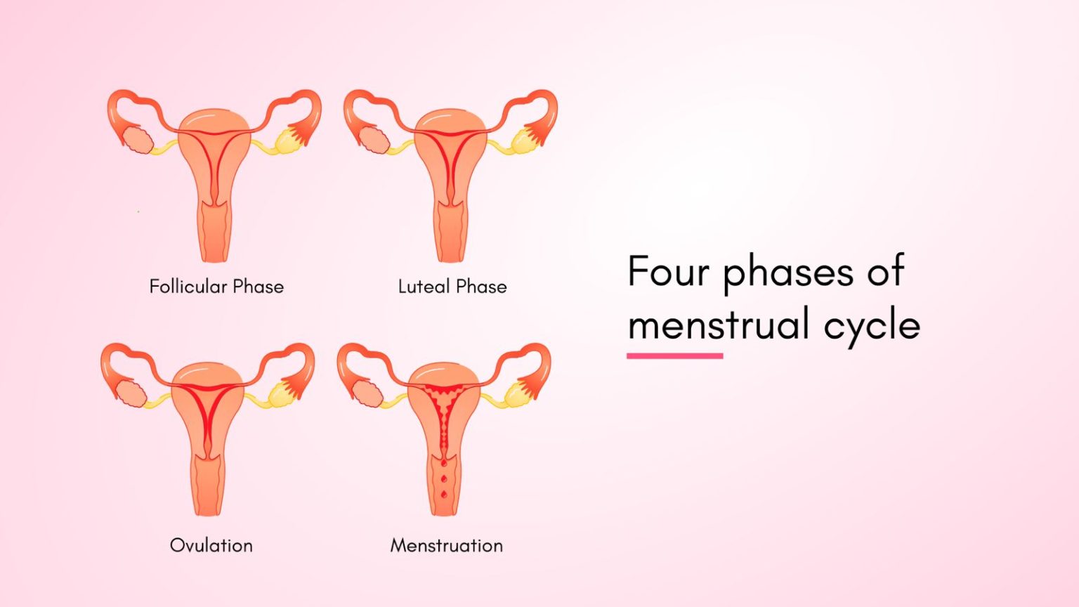 Menstrual Cycle: Overview & Phases