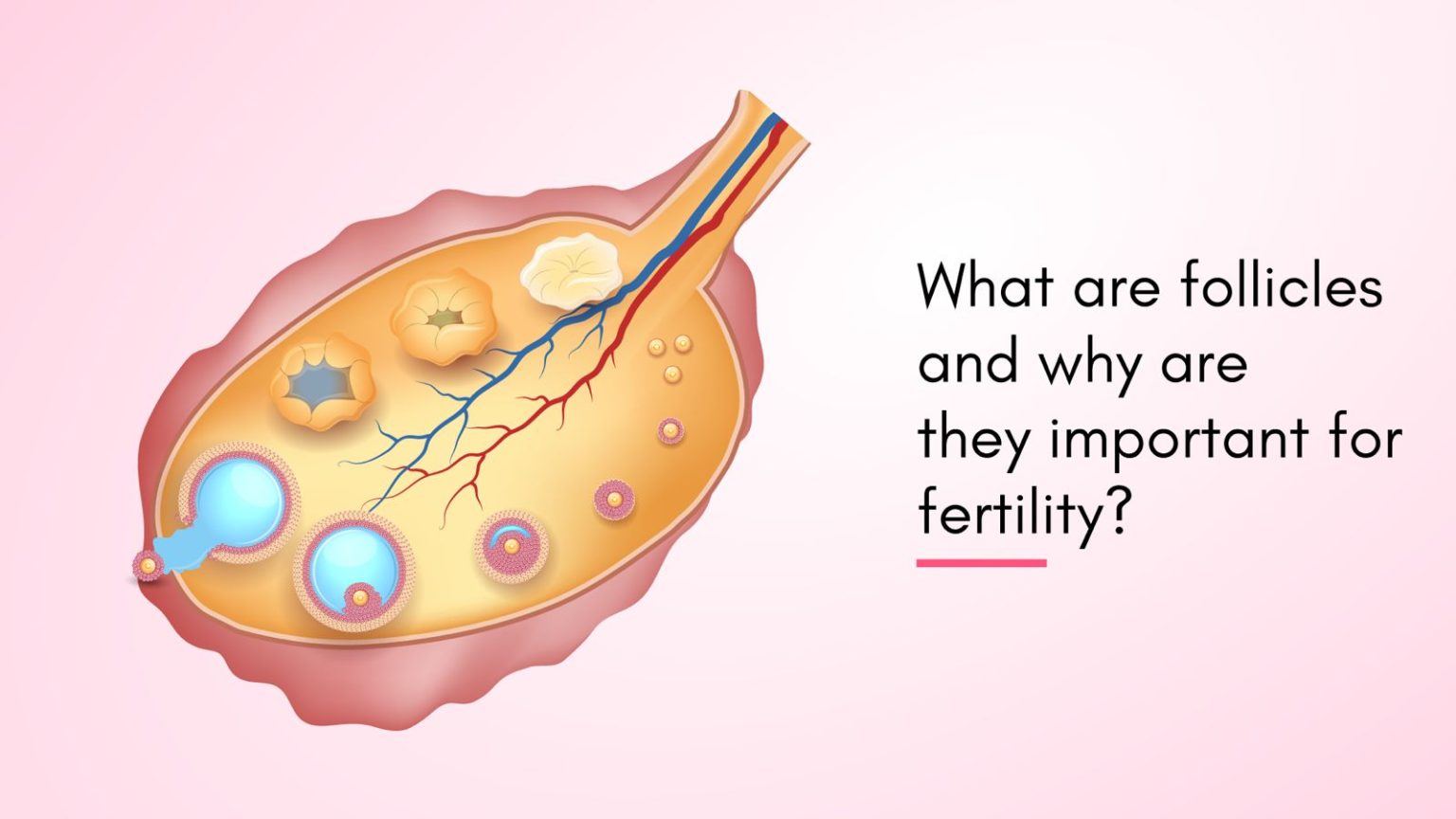 Follicles' Role in Fertility Through Follicular Scan and Study